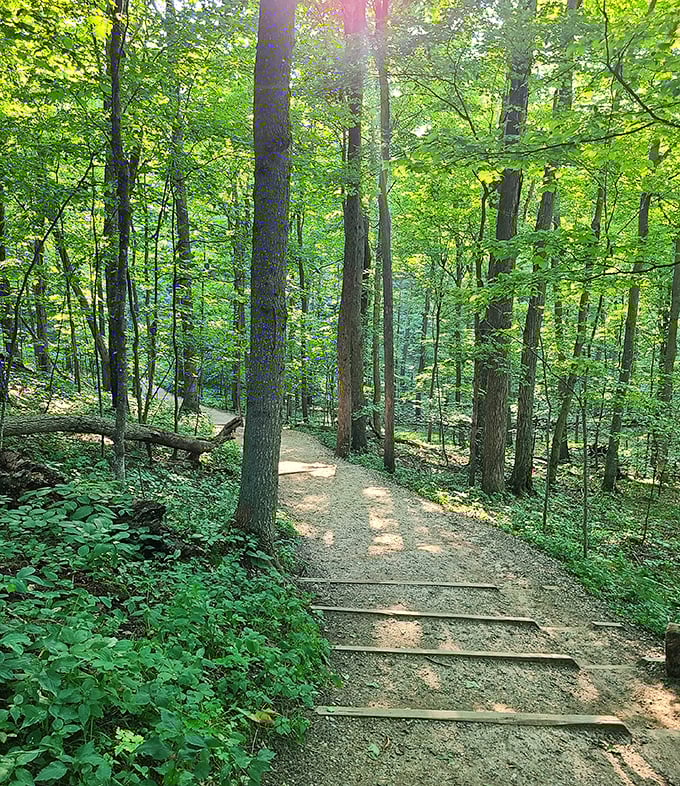Sunlight filters through a cathedral of trees along this wooded trail. Nature's air conditioning on even the hottest Michigan summer day.