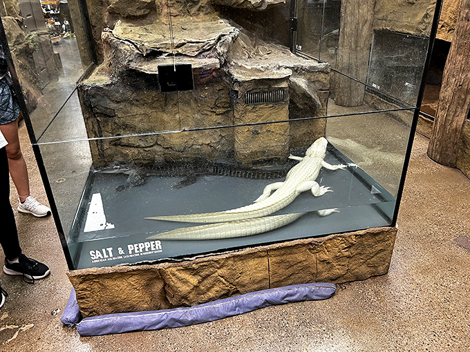The albino alligator looks like it's been carved from marble, a ghostly predator that commands respect without even opening its eyes.