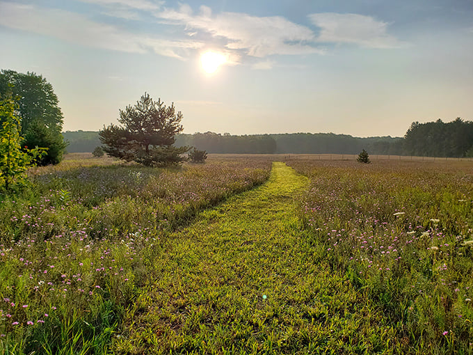 Aspen Park's meadow stretches toward the horizon, where a simple path invites wanderers to discover what lies beyond the next bend.
