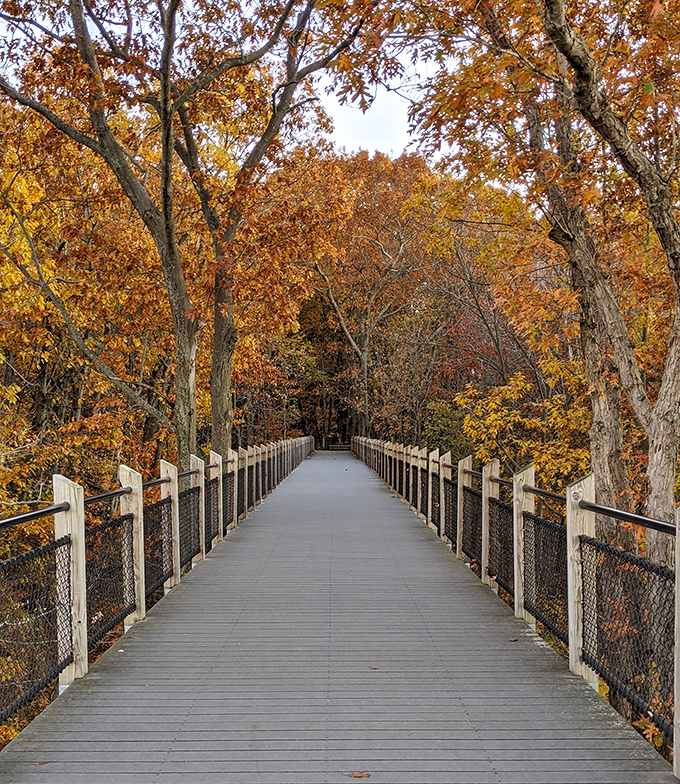 Autumn transforms the boardwalk into a corridor of copper and gold, like walking through a jewelry box designed by Mother Nature herself.