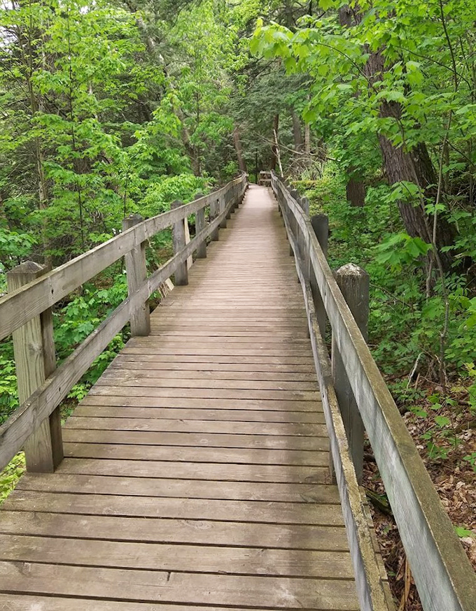 This wooden boardwalk invites exploration through verdant forest, like following the yellow brick road but with more mosquito repellent required.