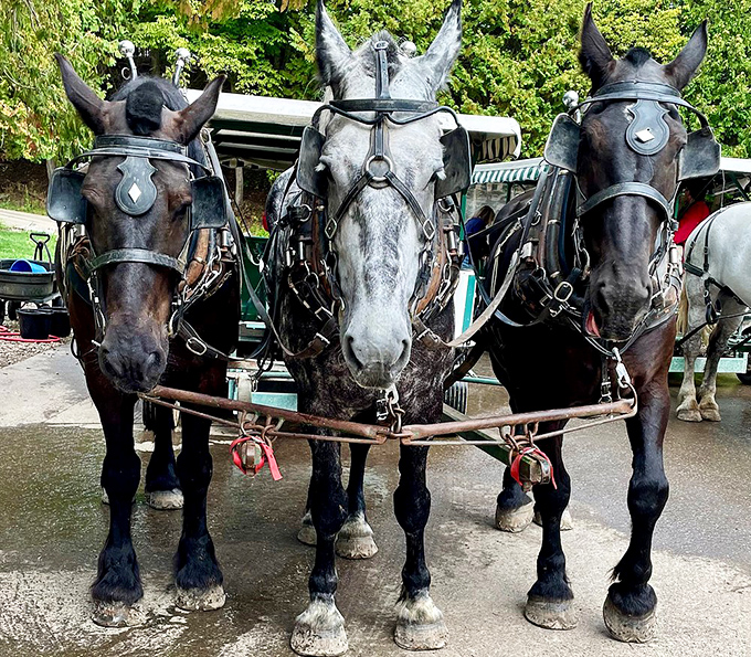 Three working partners lined up and ready for duty, their different colorings creating a living portrait of equine diversity.