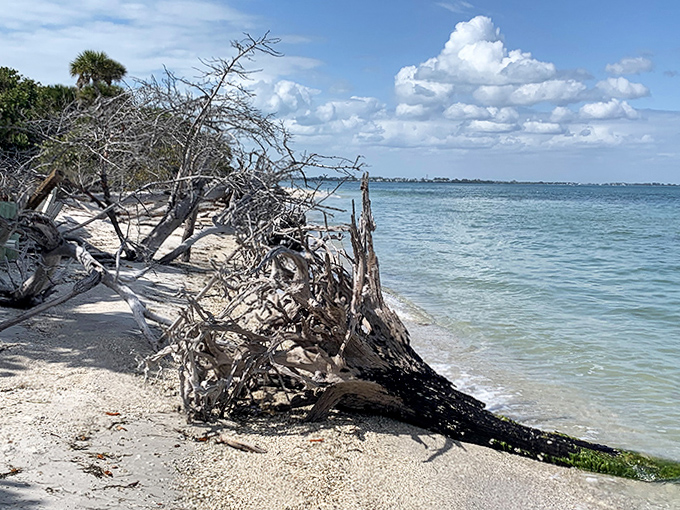 Nature's sculpture garden &ndash; where trees retire to become abstract art installations on pristine beaches.