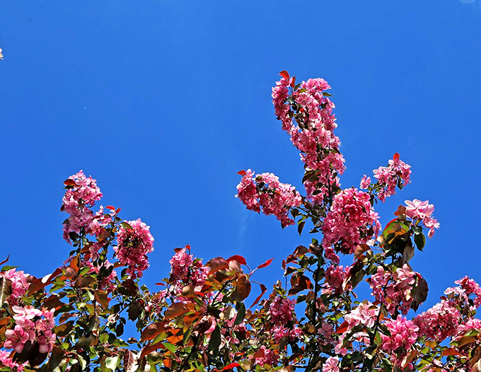 Vibrant crape myrtle blossoms provide a splash of color against the clear Michigan sky, beautifying the historical grounds.