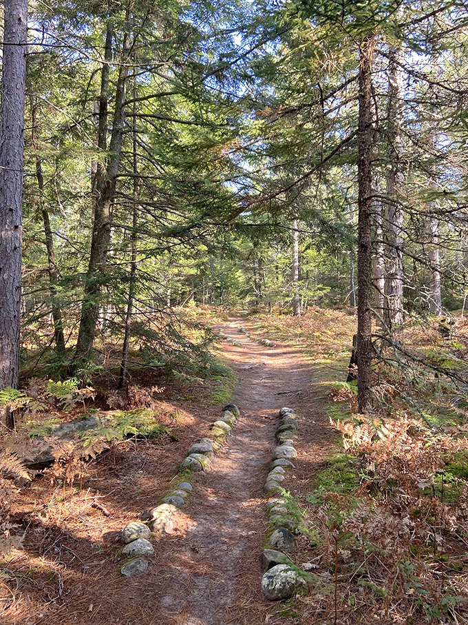 A sun-dappled forest trail invites hikers to discover what lies beyond the next bend, promising secrets worth the journey.
