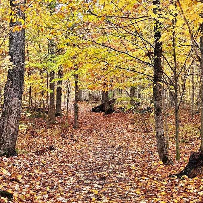 Autumn transforms this path into nature's confetti celebration, where every step crunches with satisfying percussion beneath your feet.