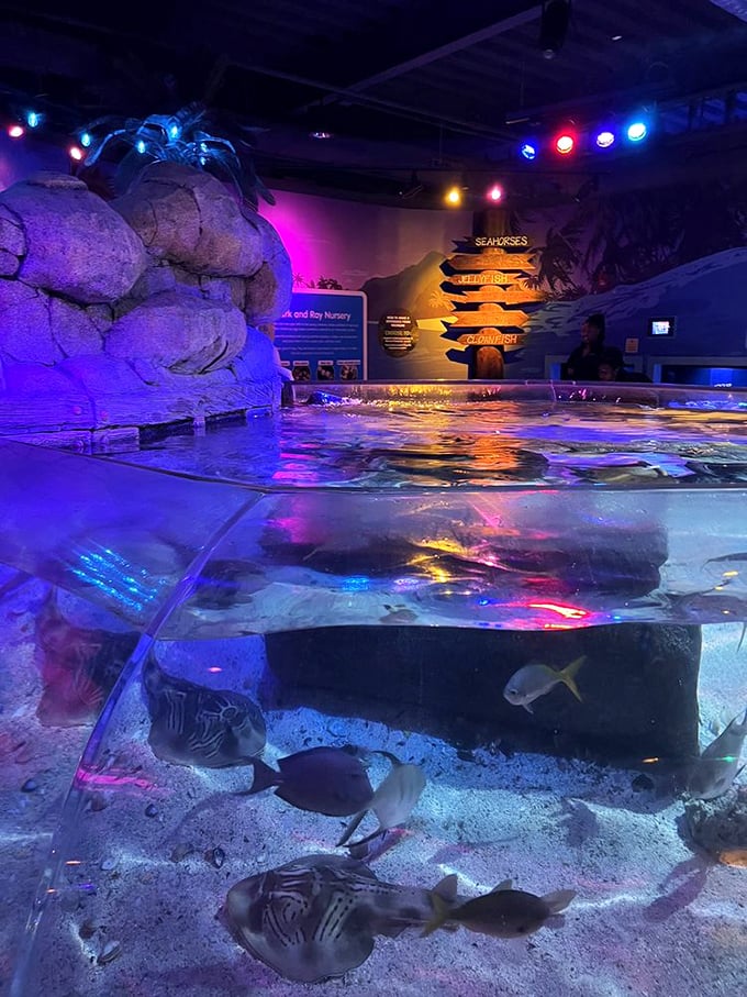 The seahorse nursery glows with otherworldly light, protecting these delicate creatures in their carefully maintained habitat.