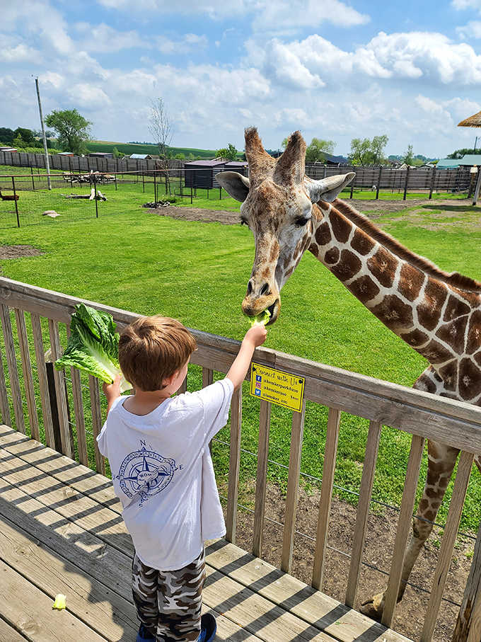 "Did we just become best friends?" The feeding station creates perfect opportunities for unforgettable animal connections.