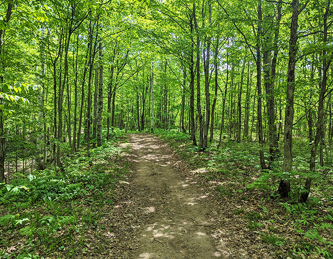 Maasto Hiihto's serene forest trails invite hikers in summer and cross-country skiers in winter through cathedral-like groves.