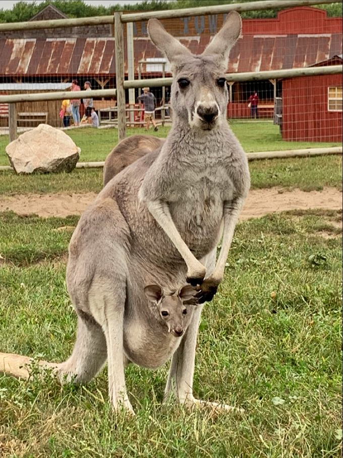 A tender moment between mother and joey showcases the farm's successful breeding program, bringing Australian magic to Michigan's countryside.