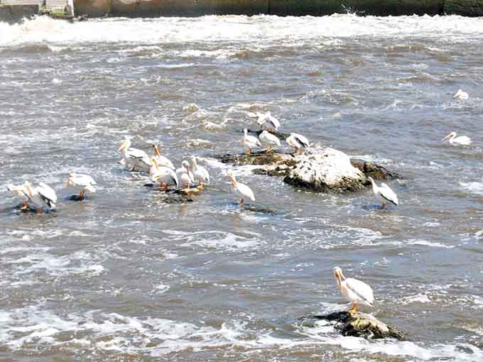 White pelicans gather on the rocks amid the rushing Minnesota River&mdash;nature's own antique collectors finding treasures in the flowing waters.