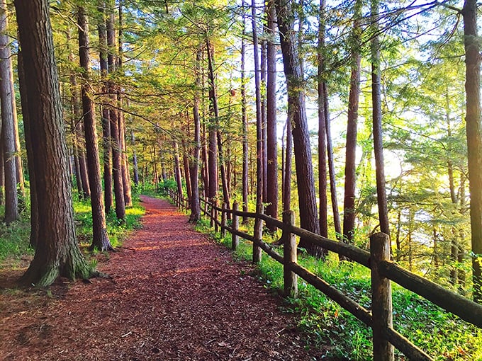 Just steps from fantasy to forest, this nature trail offers peaceful wanderings among towering trees and dappled sunlight.