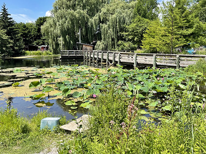 Tranquility floats on lily pads at the zoo's pond, where wooden bridges invite visitors to pause and breathe.