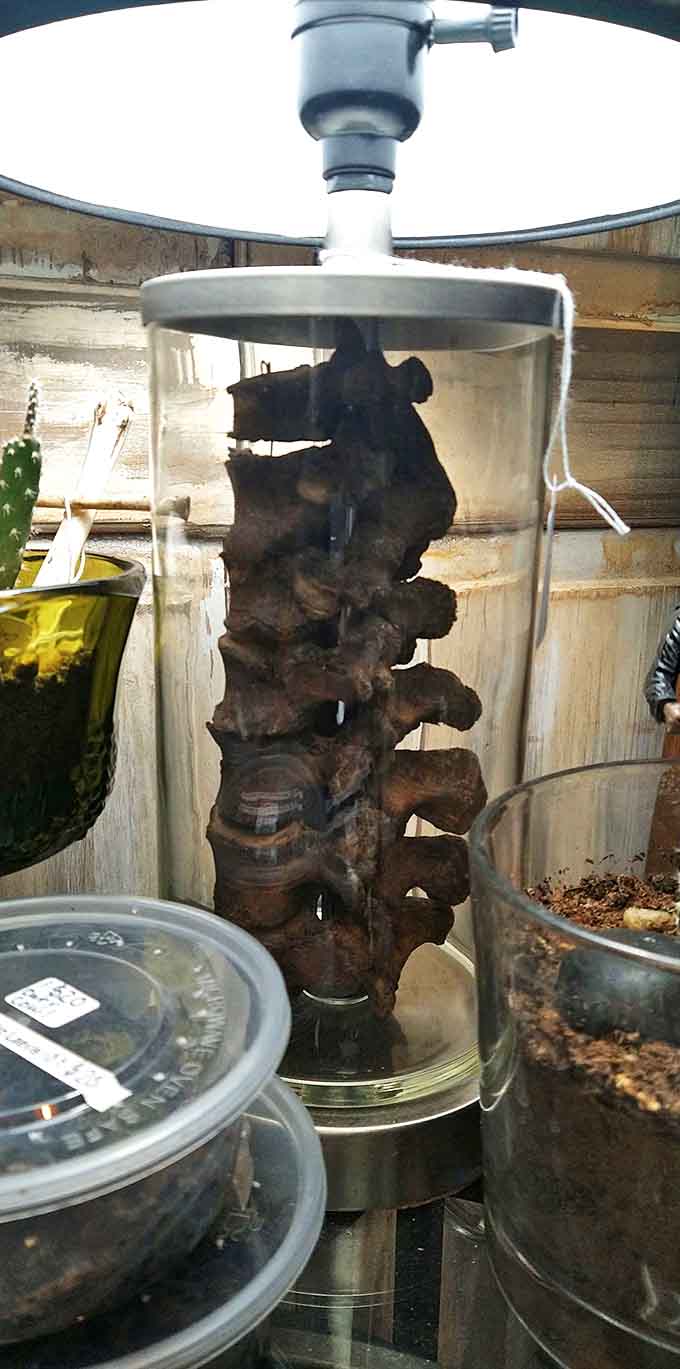 This preserved spine in its glass cylinder transforms anatomy into art, blurring the line between science specimen and sculpture.