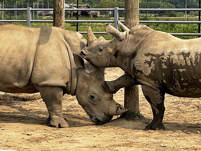 Rhinoceros romance? These armored tanks engage in what appears to be either courtship or the world's heaviest headbutting contest.