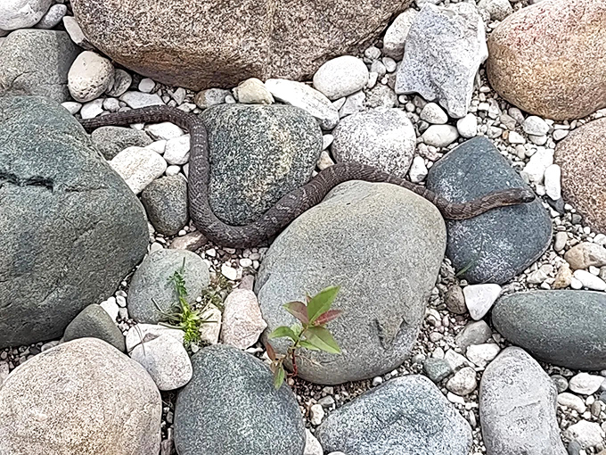 Smooth stones along the shore create a natural mosaic, polished by countless Lake Huron waves over centuries.