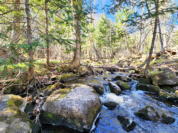 The forest symphony plays in rushing water, each stone creating its own note in this woodland concerto.