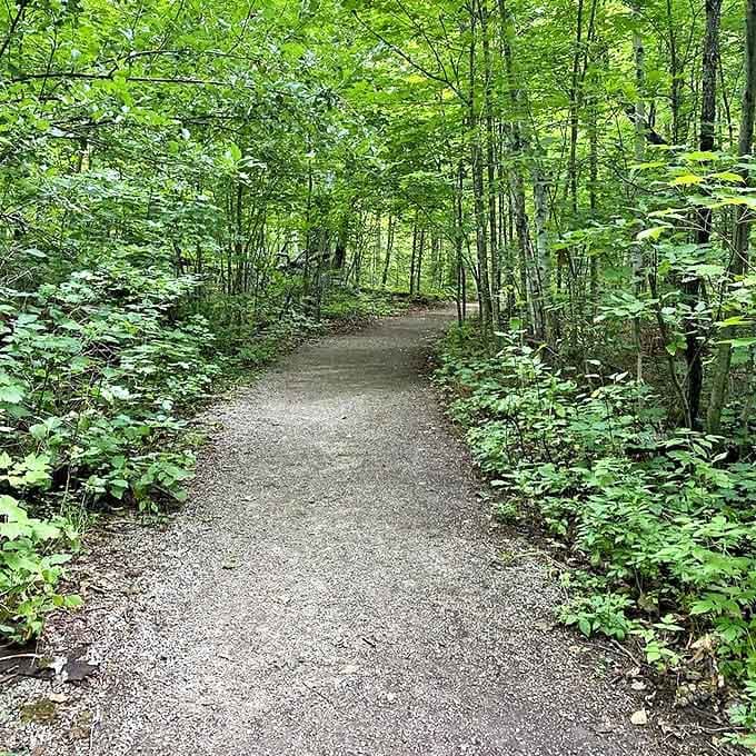 Dappled sunlight plays hide-and-seek along this forest trail, creating nature's own light show with every gentle breeze.