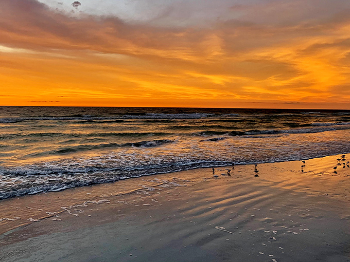 Sunset paints the Gulf waters with liquid gold, as shore birds gather for nature's nightly masterpiece.