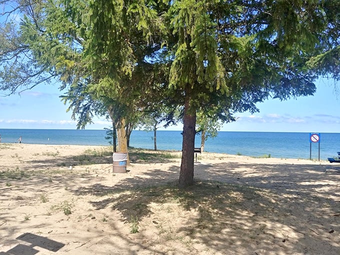 Where trees meet shore, creating natural shade pavilions that no beach umbrella could ever rival.