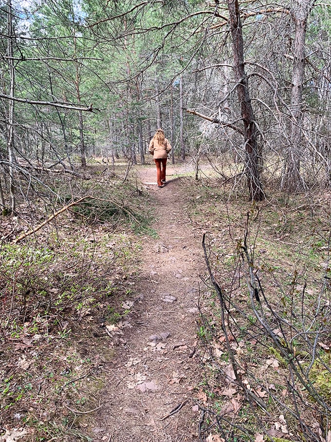 The forest path winds through towering pines, where dappled sunlight creates nature's own light show. Walking through a living cathedral!