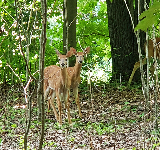 "Excuse me, this is our forest" &ndash; white-tailed deer pause their woodland wanderings to assess curious human visitors.