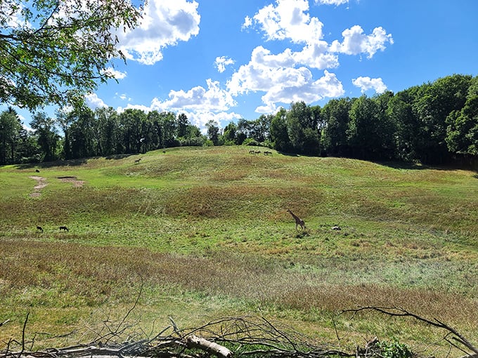 The Wild Africa exhibit offers panoramic views where animals roam freely, creating those "pinch me, am I really in Michigan?" moments.