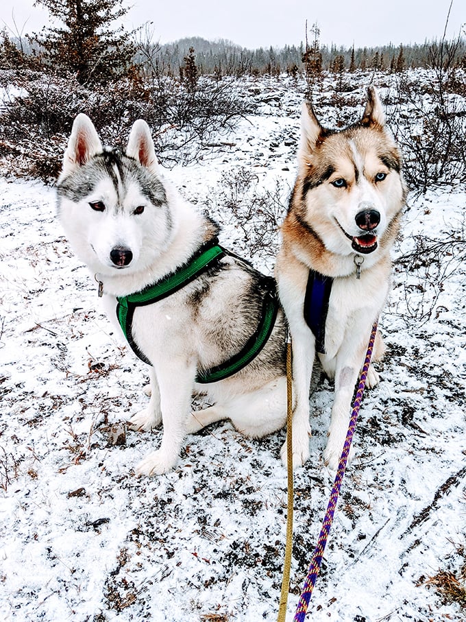 Winter Season: These husky companions seem perfectly at home in the snowy landscape, their mismatched eyes reflecting the wild spirit of Michigan winters.