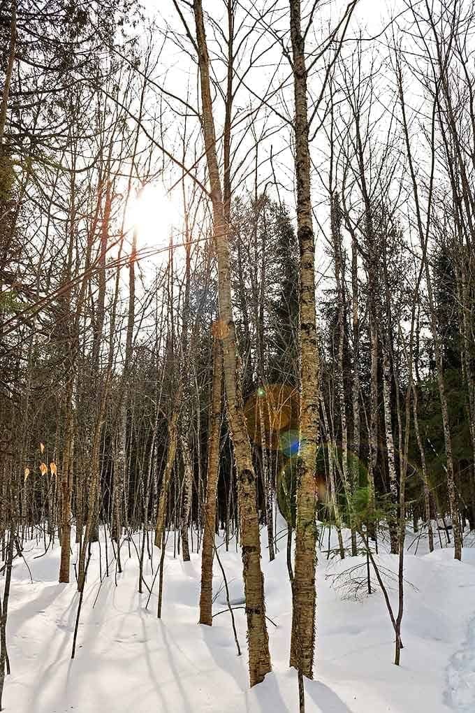 Sunlight filters through bare birch trees, casting golden rays across snow that crunches satisfyingly beneath winter boots.