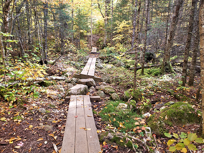 Nature's welcome mat &ndash; wooden boardwalks guide visitors through marshy sections while preserving the delicate ecosystem beneath.