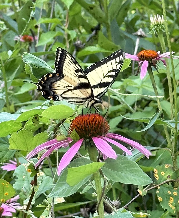 This butterfly isn't just pollinating – it's showing off nature's stained glass artistry while making purple coneflowers look even more fabulous.