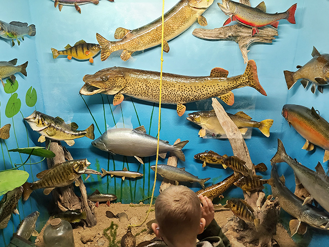 A young visitor marvels at the underwater world where trophy fish swim forever in their blue-walled aquatic afterlife.