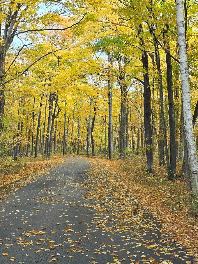Autumn's golden canopy creates a magical tunnel along the park's winding roads &ndash; nature's version of rolling out the yellow carpet.