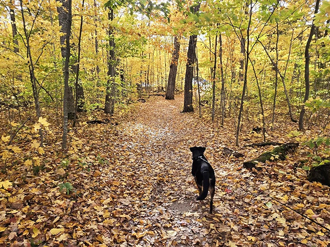 Fall transforms the forest trail into a golden tunnel, where every step crunches satisfyingly beneath your feet.