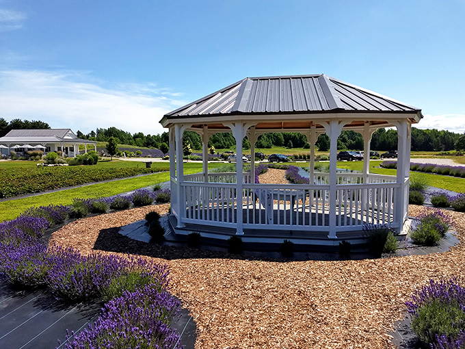 A white gazebo stands like a wedding cake amid purple frosting, creating proposal-worthy moments in every direction.