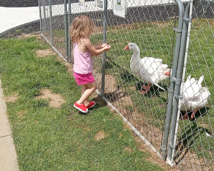 These geese are clearly plotting something as a curious young visitor offers a snack &ndash; an adorable standoff in the making.