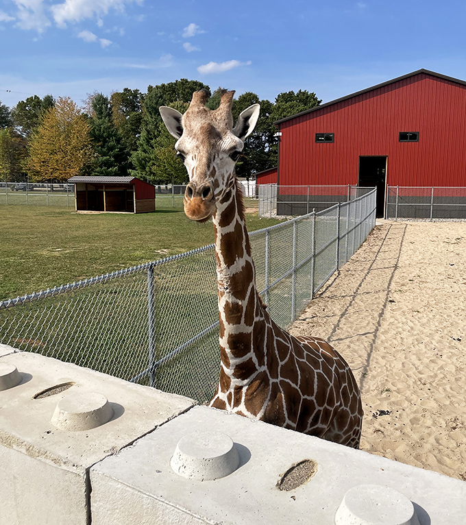 "I can see your house from here!" Giraffes offer perspective that's both literal and metaphorical at this Michigan safari.