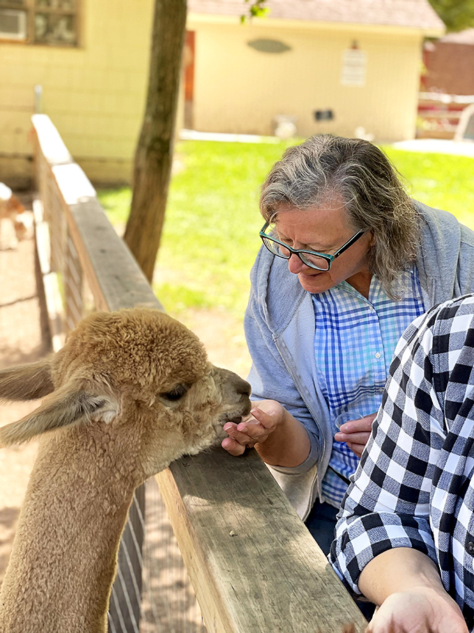 The gentle art of hand-feeding creates moments of connection between species, one pellet and soft alpaca lip at a time.