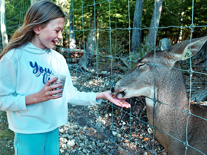 Pure joy radiates from this young visitor as she discovers the gentle nature of these magnificent woodland creatures.