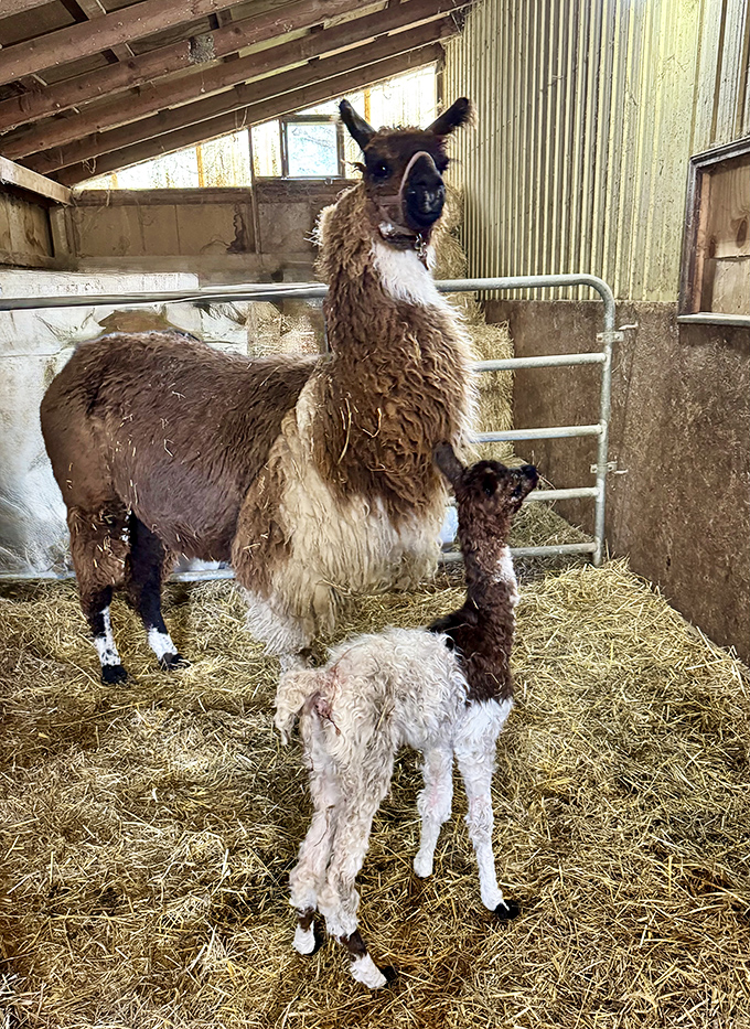 Family portrait time! Mother llamas watch over their adorably awkward babies, who inherit both their wool and their distinctive personalities.