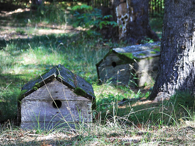 Moss creeps across weathered wood, nature's slow artistry transforming these structures into living memorials over decades.