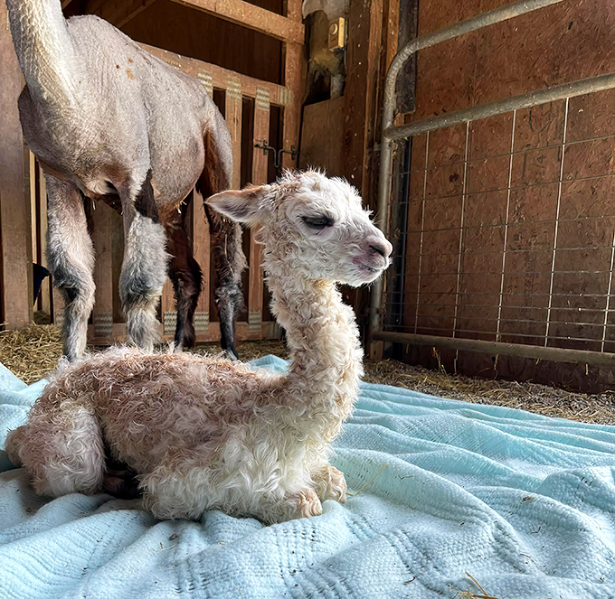 New to the world but already mastering the art of adorable, this recently arrived cria demonstrates why baby alpacas melt hearts instantly.