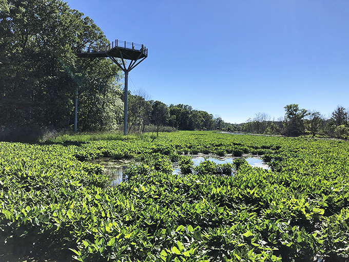From the observation tower, visitors gain a bird's-eye perspective of the Galien River's meandering path – worth every step of the climb.