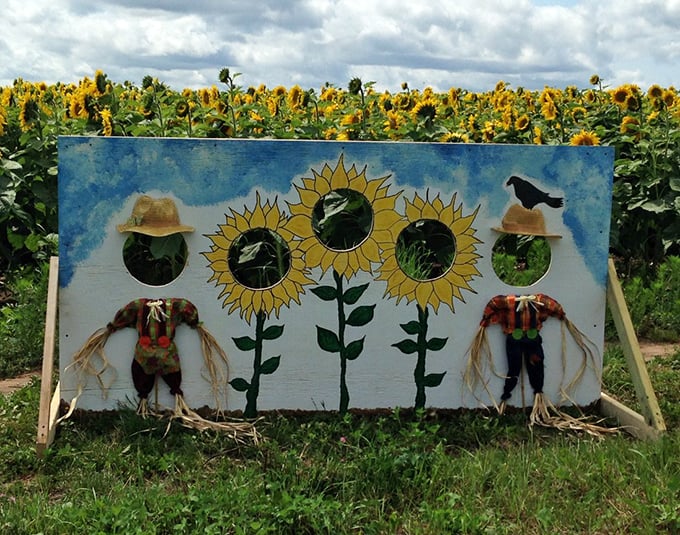 This whimsical photo setup transforms visitors into scarecrows, proving Michigan farmers have mastered the art of fun.