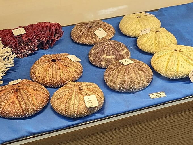 Nature's geometry lesson in perfect symmetry, these sea urchins look like they're posing for their Instagram moment.