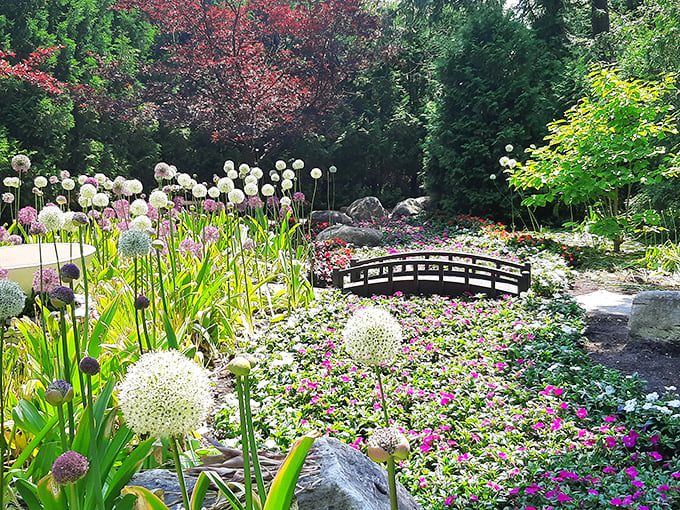 Ornamental alliums stand like purple sentinels guarding a charming footbridge, inviting visitors to cross into another garden room.