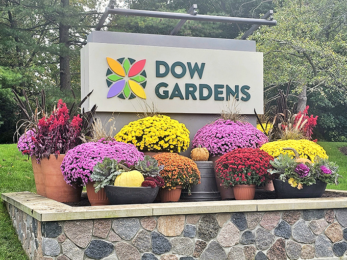 Garden gateway: Mums in every fall hue create a spectacular seasonal welcome at the Dow Gardens entrance sign.