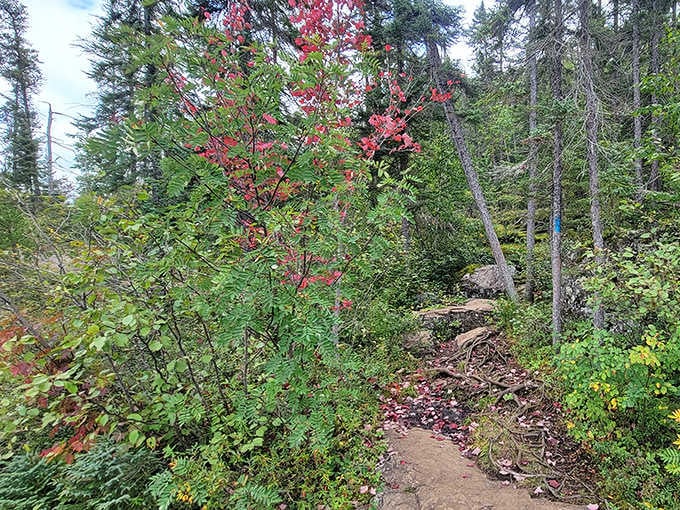 Winding through post-wildfire rebirth, this path showcases nature's remarkable resilience. Ferns and saplings reclaim their territory with quiet, persistent determination.