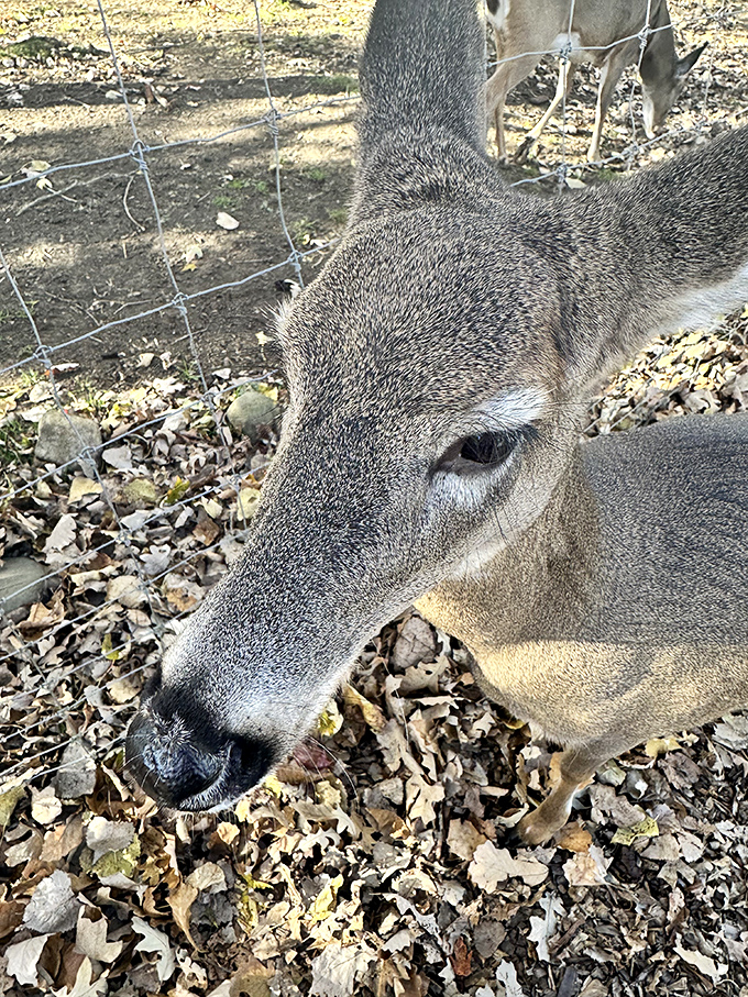 An intimate portrait of a white-tailed deer reveals the gentle nature and soulful eyes that make these creatures so beloved by sanctuary visitors.