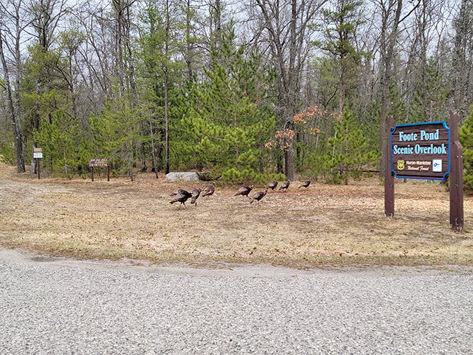 Wild turkeys on parade, strutting their stuff like they own the place. In the turkey world, this is the equivalent of a runway show.